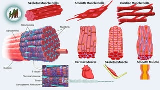 gen bio CELL CLASSIFICATION AND TYPES.pptx