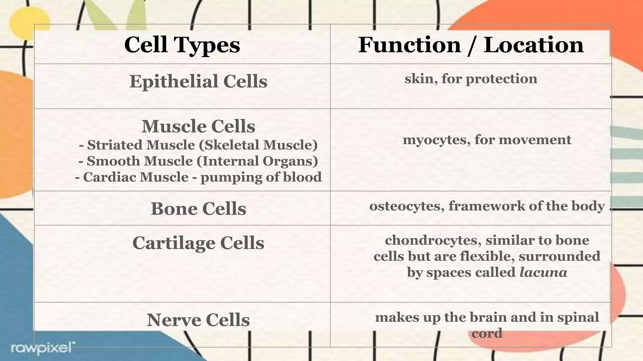Cell Classifications.pptx