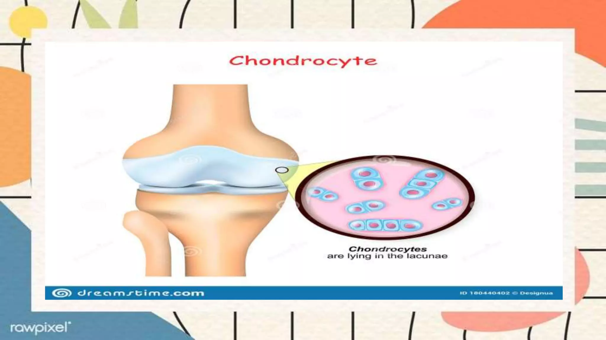 Cell Classifications.pptx