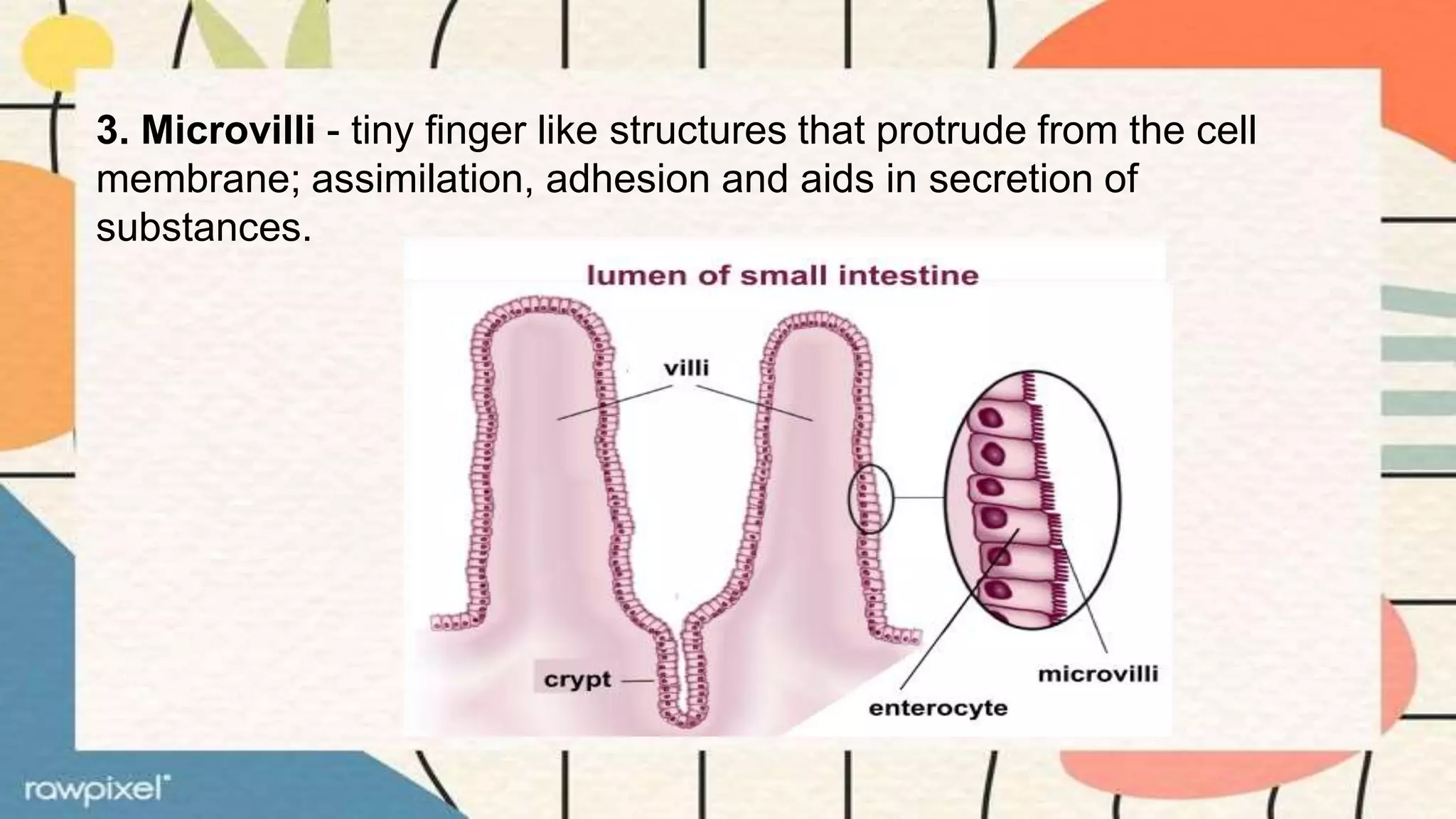 Cell Classifications.pptx | Biological Sciences | Science