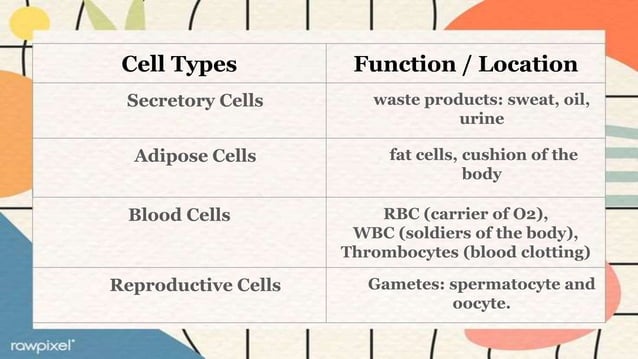 Cell Classifications.pptx | Biological Sciences | Science