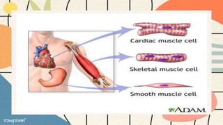 Cell Classifications.pptx | Biological Sciences | Science