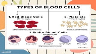 Cell Classifications.pptx | Biological Sciences | Science