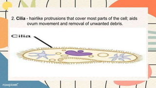 Cell Classifications.pptx | Biological Sciences | Science