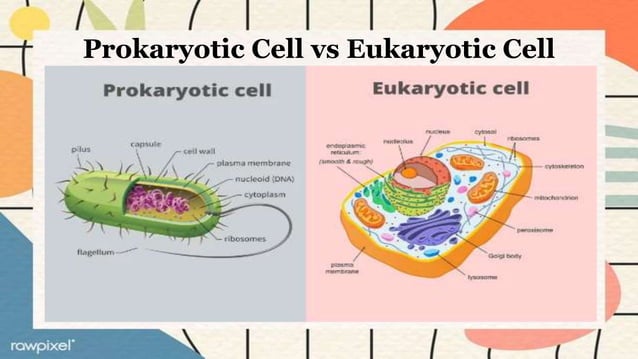 Cell Classifications.pptx | Biological Sciences | Science