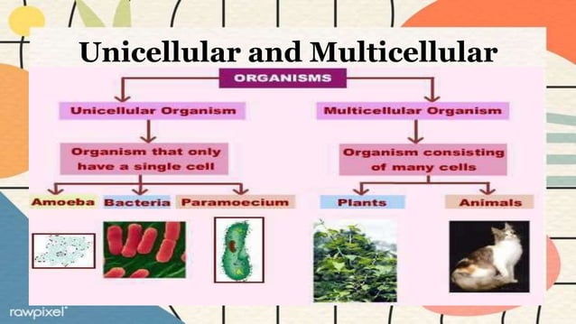 Cell Classifications.pptx | Biological Sciences | Science