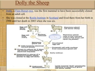 Cell cloning, animal cell culture | PPT