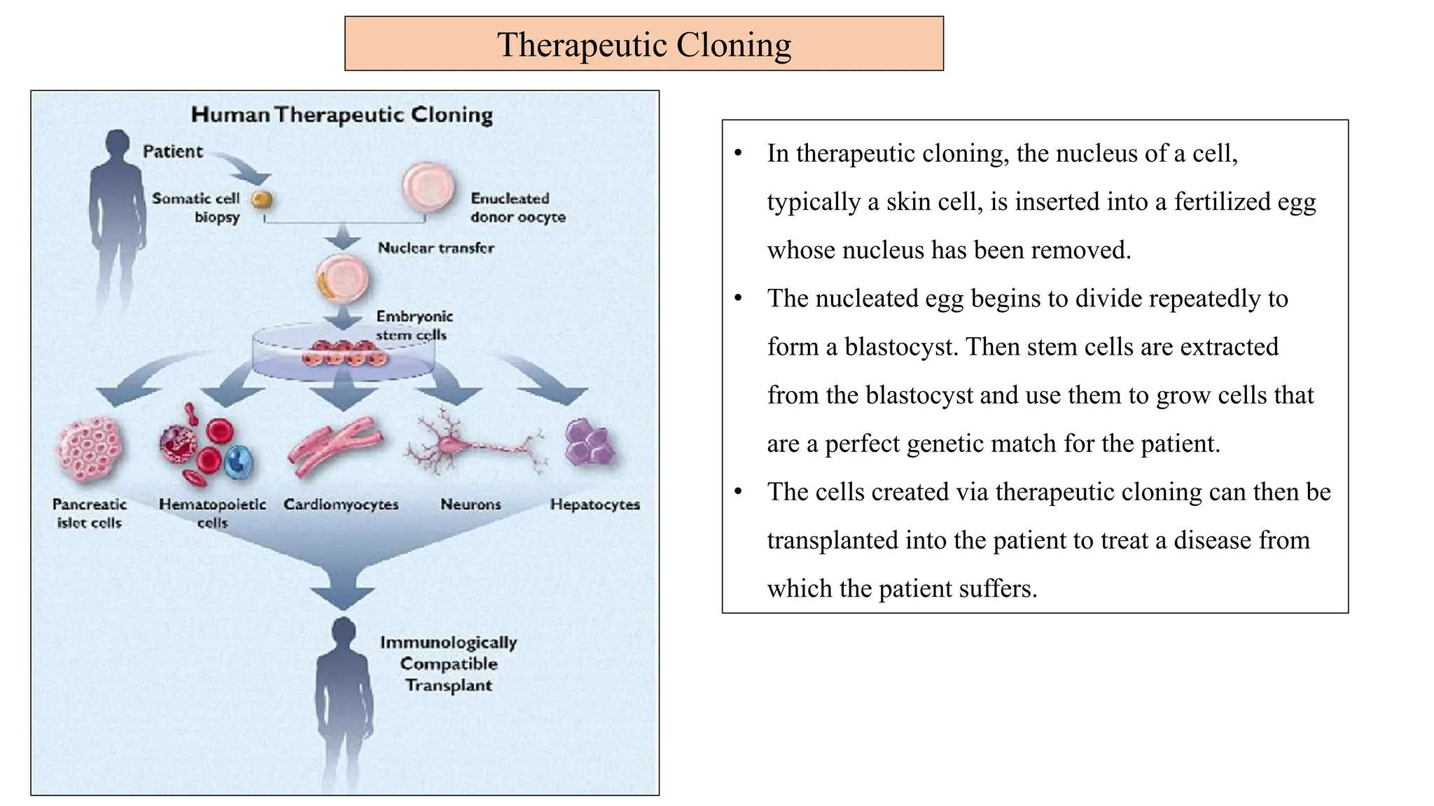cell cloning- Therapeutic and reproductive cloning | PPTX