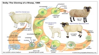 cell cloning- Therapeutic and reproductive cloning | PPTX