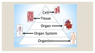 cell cluster. pdf Each part of human body is made up of millions of ...