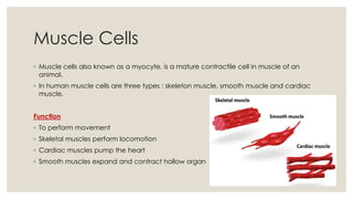cell cluster. pdf Each part of human body is made up of millions of ...