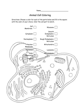 Biology - Animal Cell coloring | DOC