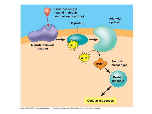 MUGAN'S BIOLOGY PAGE