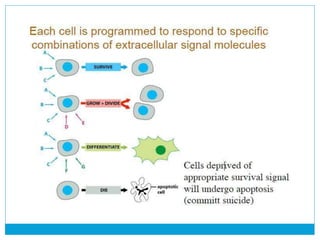 Cell Communication.pptx