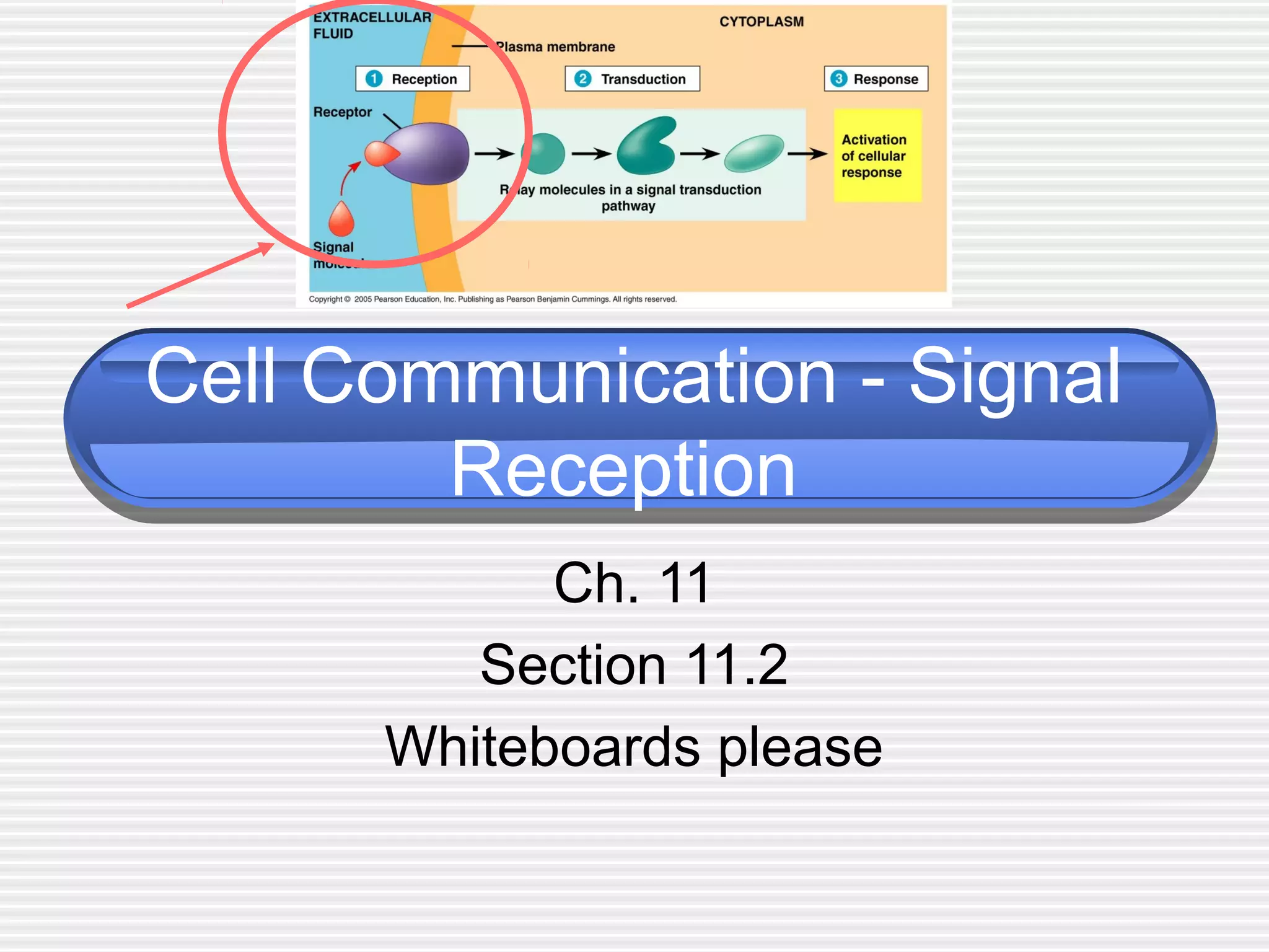 AP Biology Cell communication - signal reception | PPT