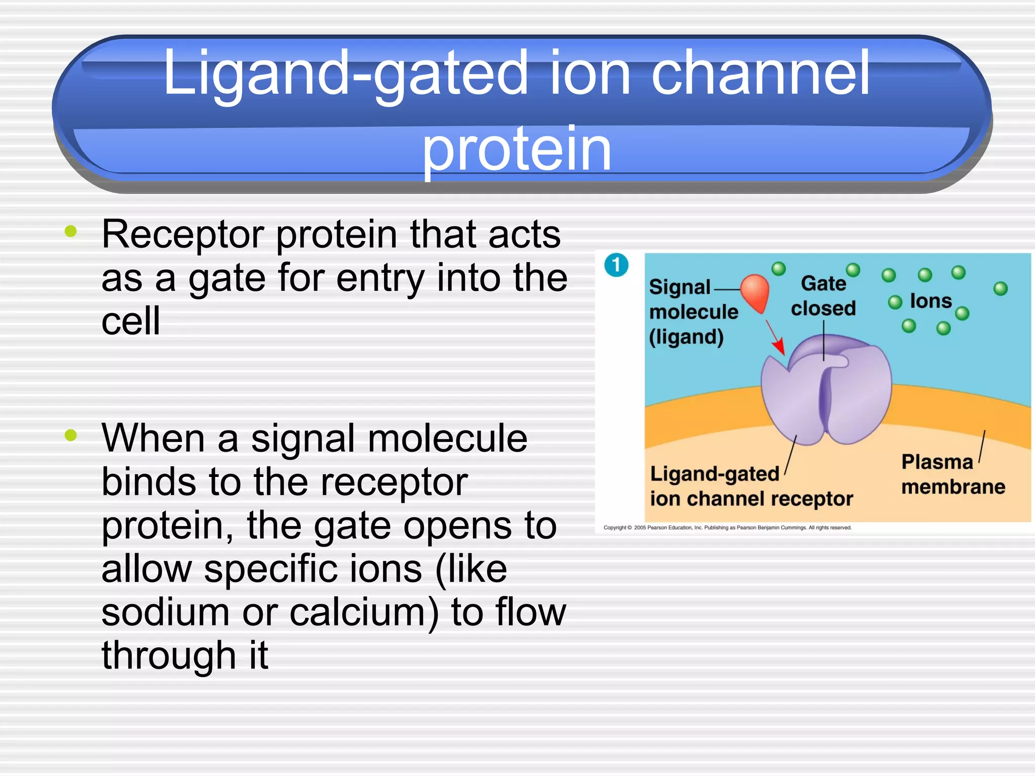 AP Biology Cell communication - signal reception | PPT