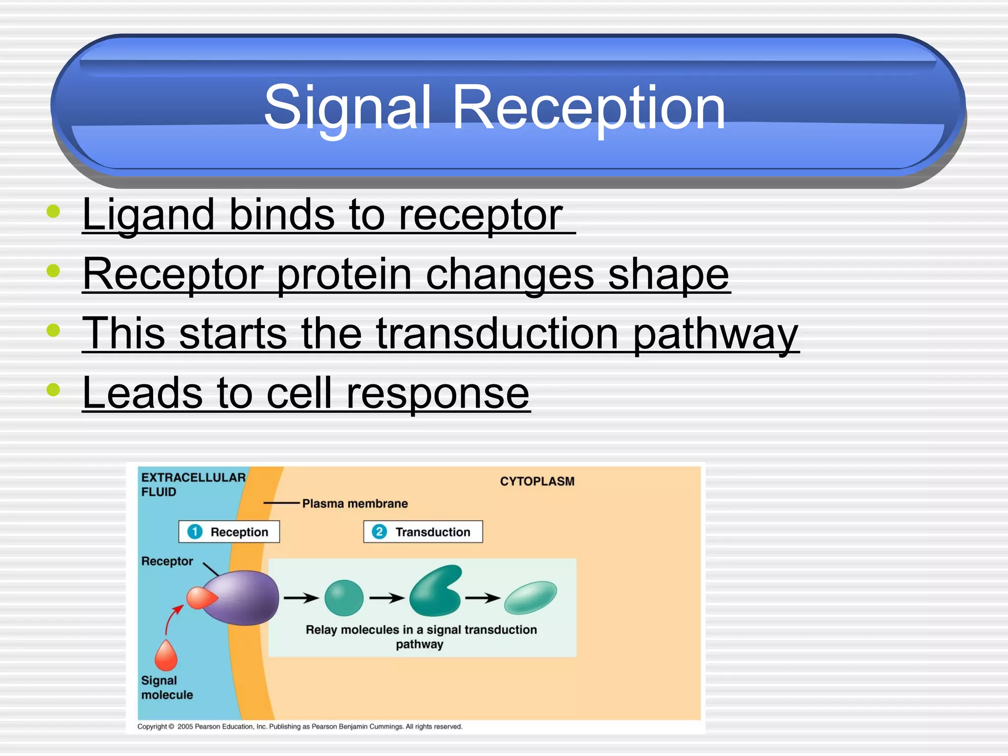 AP Biology Cell communication - signal reception | PPT