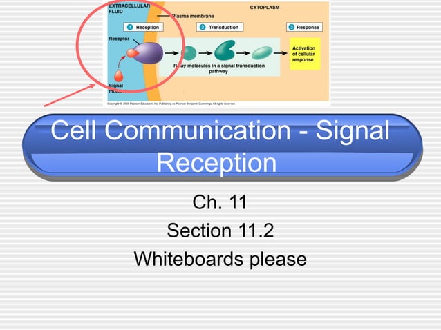 AP Biology Cell communication - signal reception | PPT