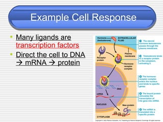 AP Biology Cell communication - signal reception | PPT