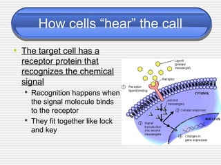 AP Biology Cell communication - signal reception | PPT