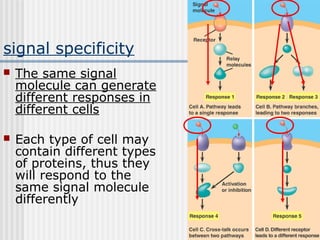 AP Biology Cell communication - signal reception | PPT