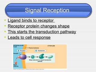 AP Biology Cell communication - signal reception | PPT