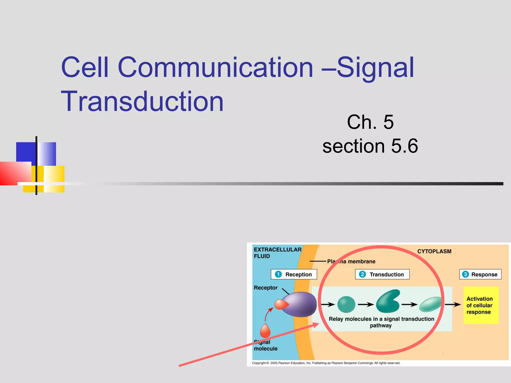 AP Biology Cell communication | PPT