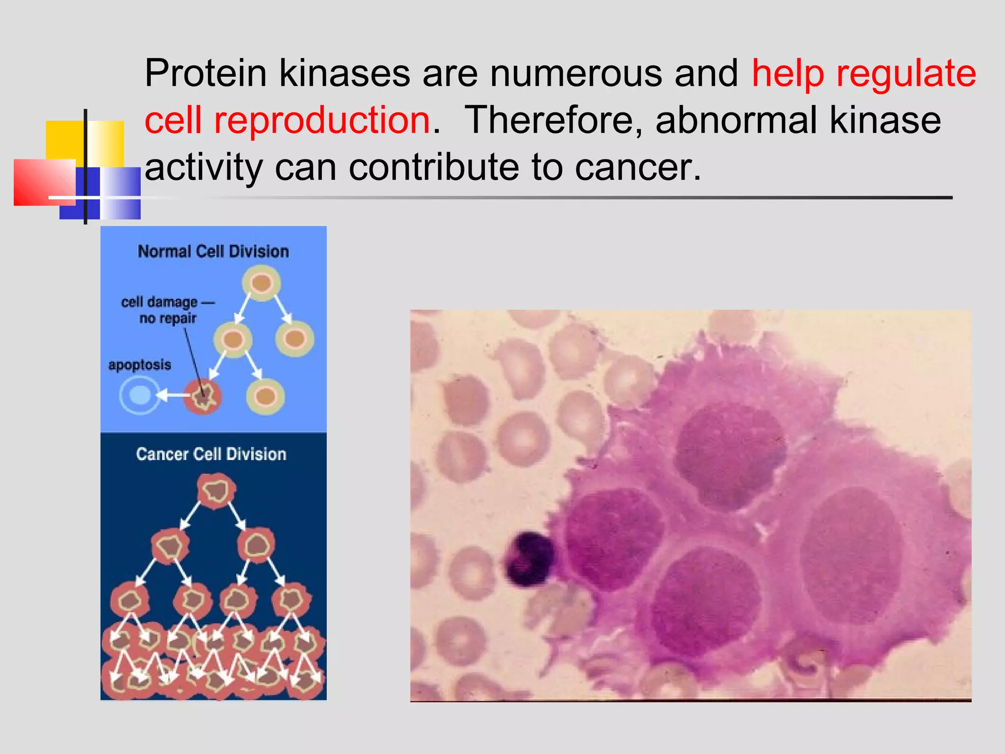 AP Biology Cell communication | PPT