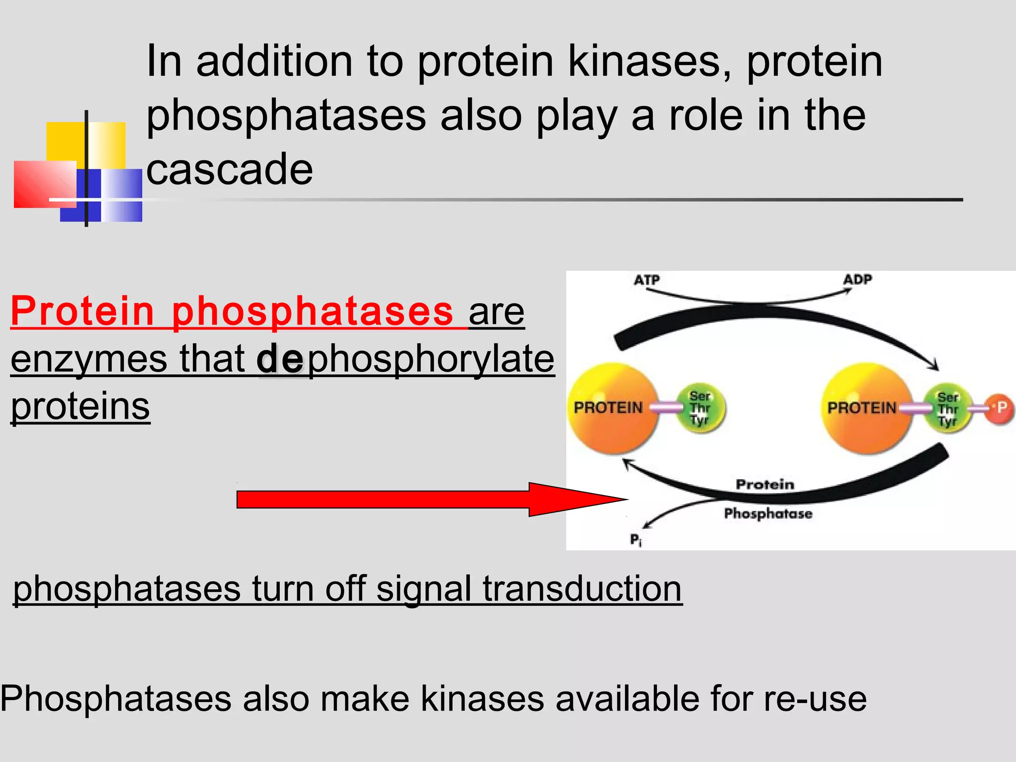 AP Biology Cell communication | PPT
