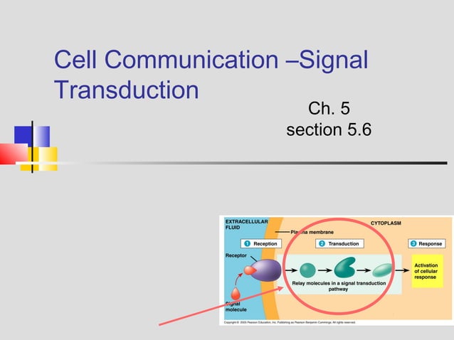 AP Biology Cell communication | PPT