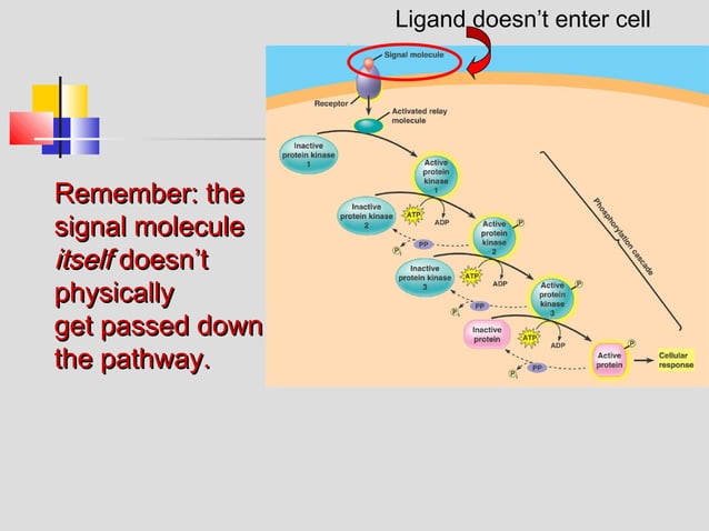 AP Biology Cell communication | PPT