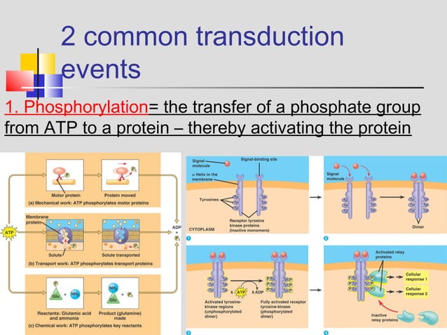 AP Biology Cell communication | PPT