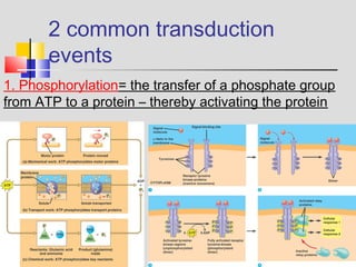 AP Biology Cell communication | PPT