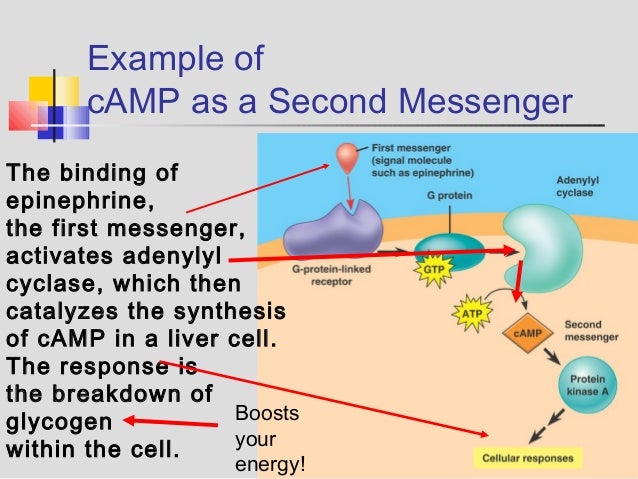 AP Biology Cell communication