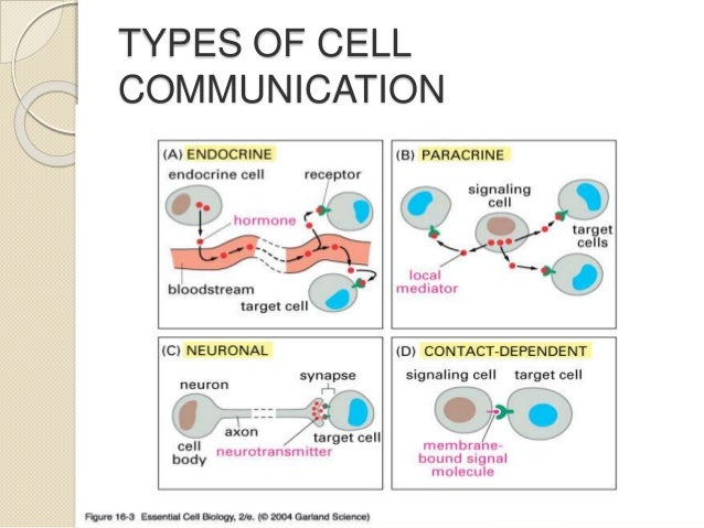 Cell communication and signaling