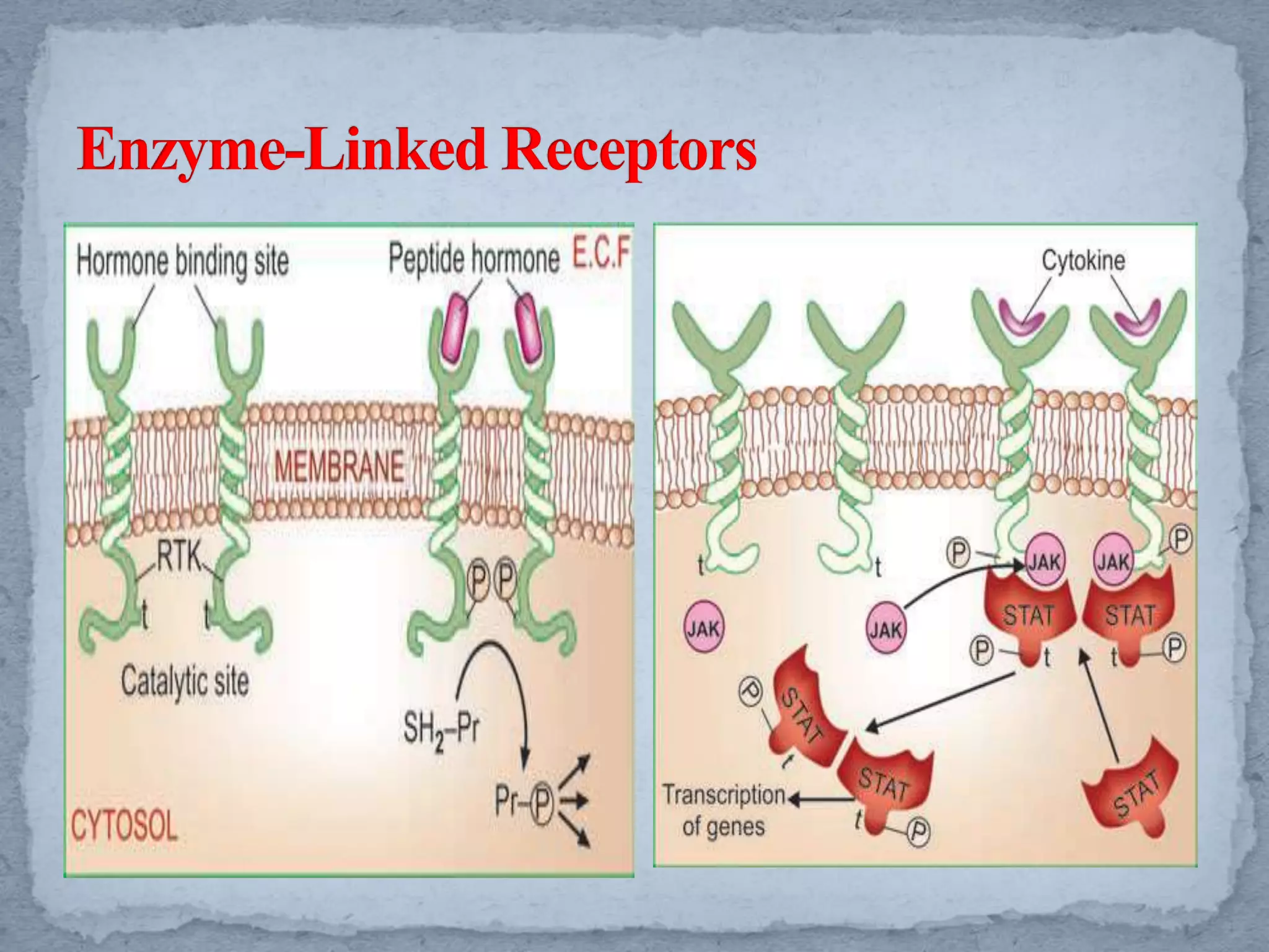 Cell communication and signaling ,cell cycle | PPTX