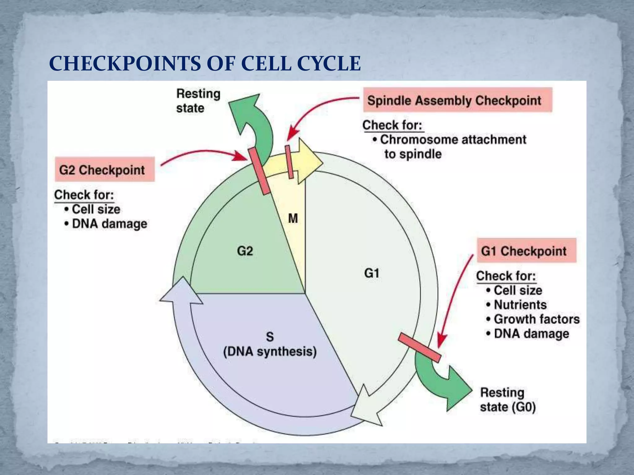 Cell communication and signaling ,cell cycle | PPTX