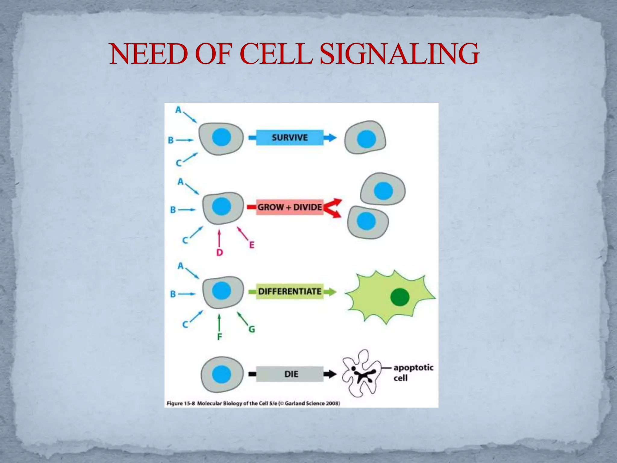Cell communication and signaling ,cell cycle | PPTX