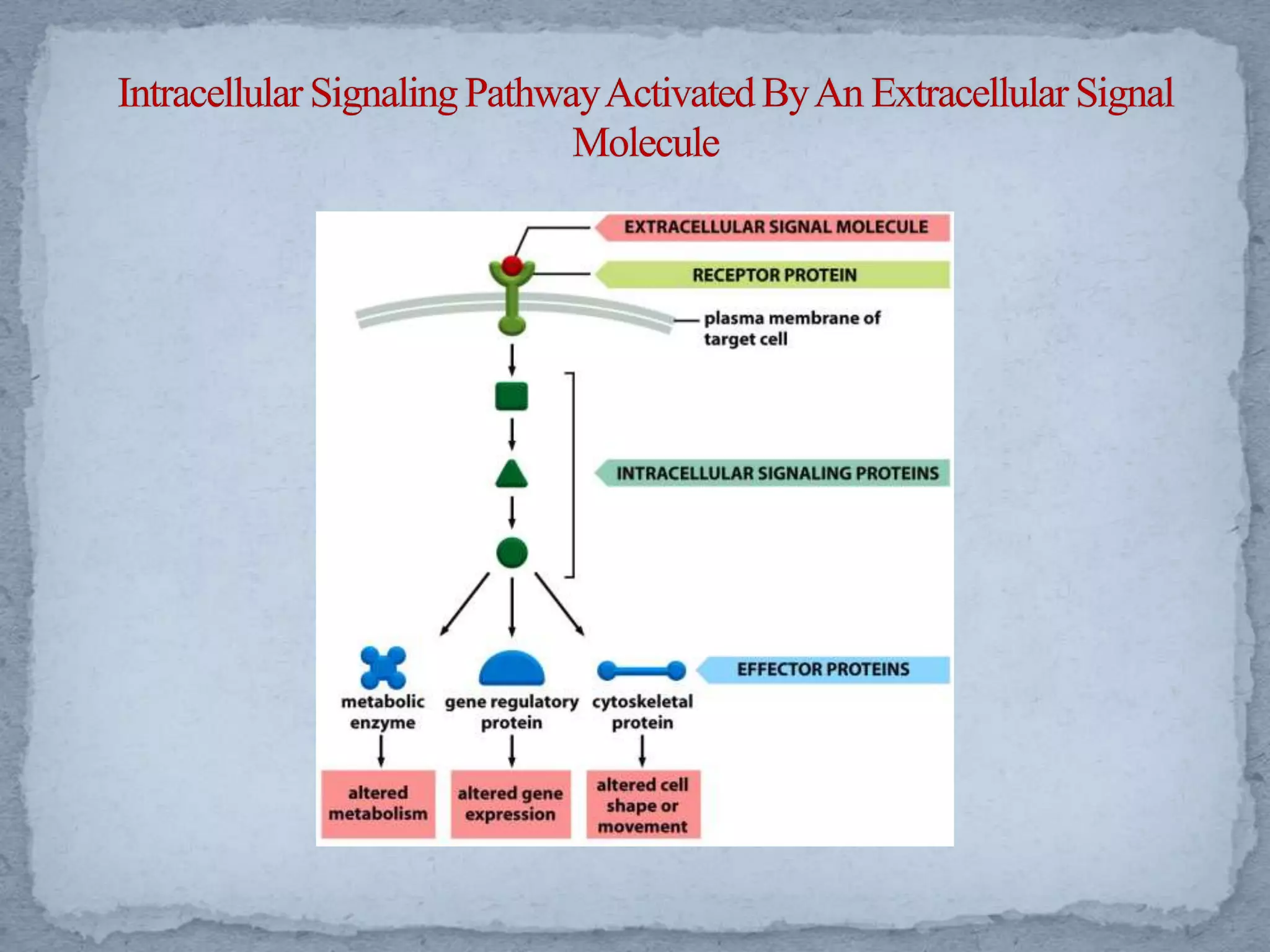 Cell communication and signaling ,cell cycle | PPTX