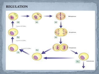 Cell communication and signaling ,cell cycle | PPTX