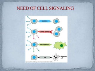Cell communication and signaling ,cell cycle | PPTX