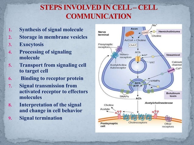 Cell communication and signaling ,cell cycle | PPTX | Endocrine and ...