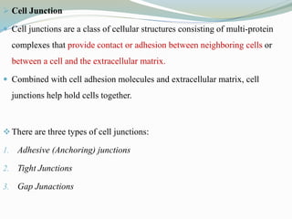 Cell Communication, Cell Junction and Cell Signaling.pptx | Endocrine ...