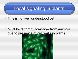 AP Biology Cell communication part 1 | PPT | Computer Networking ...