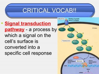 Signal Transduction Pathway Steps