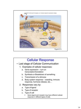 Cell Communication Slides.pdf | Endocrine and Metabolic Diseases ...
