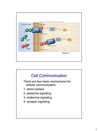 Cell Communication Slides.pdf | Endocrine and Metabolic Diseases ...