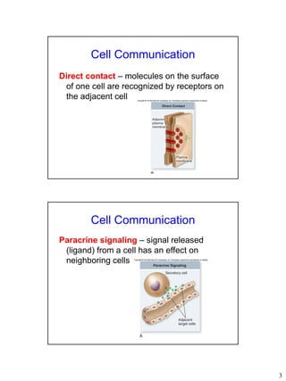 Cell Communication Slides.pdf | Endocrine and Metabolic Diseases ...