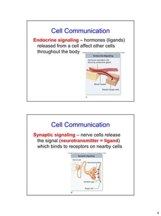 Cell Communication Slides.pdf