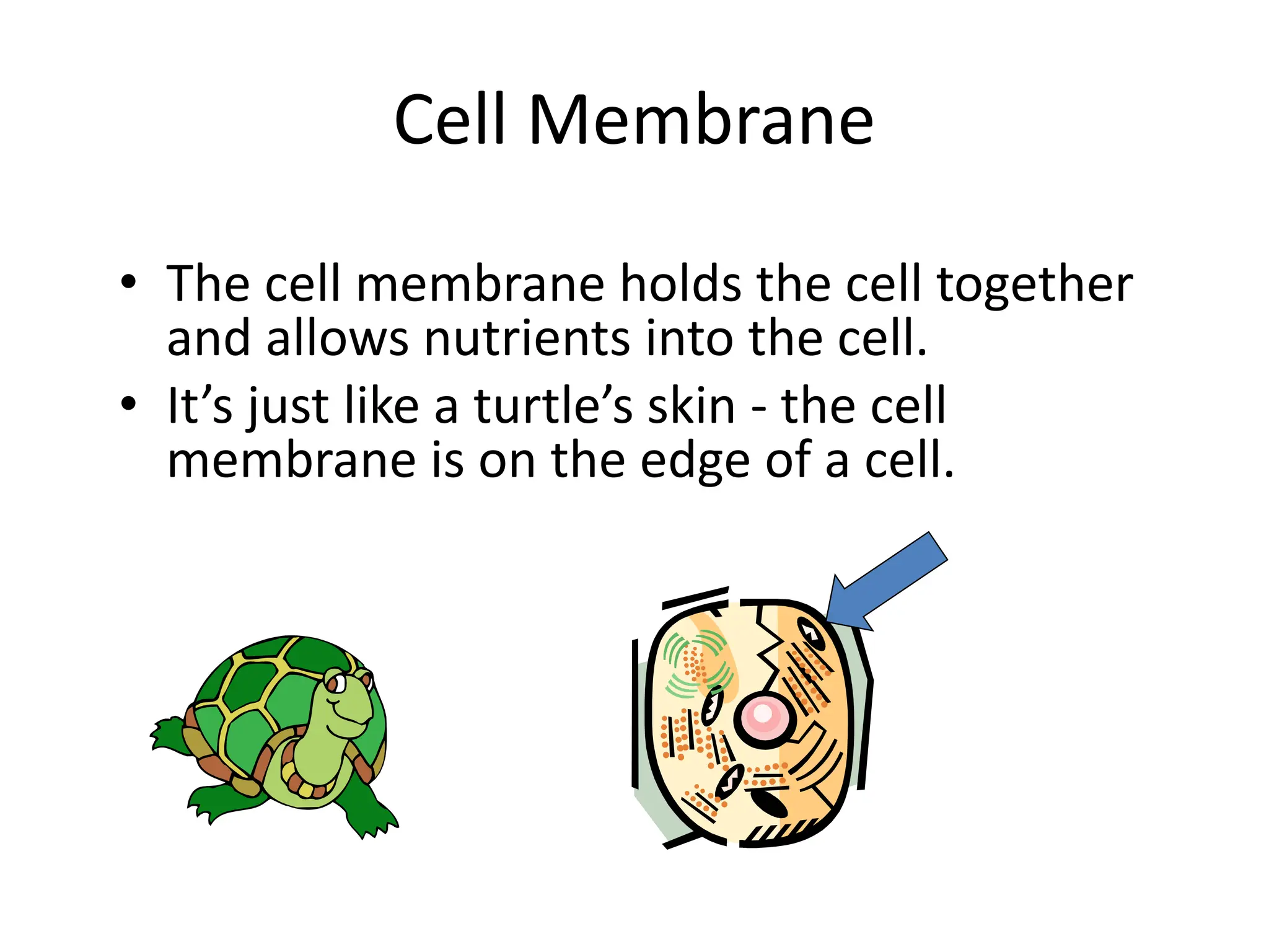 CELL COMPONENTS.pptx human body anatomy medical human anatomy | PPTX
